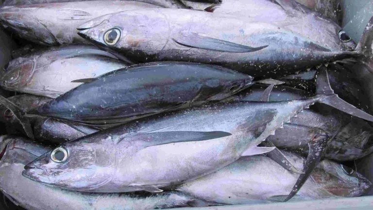 Mangiano pesce avariato, nove persone finiscono in ospedale