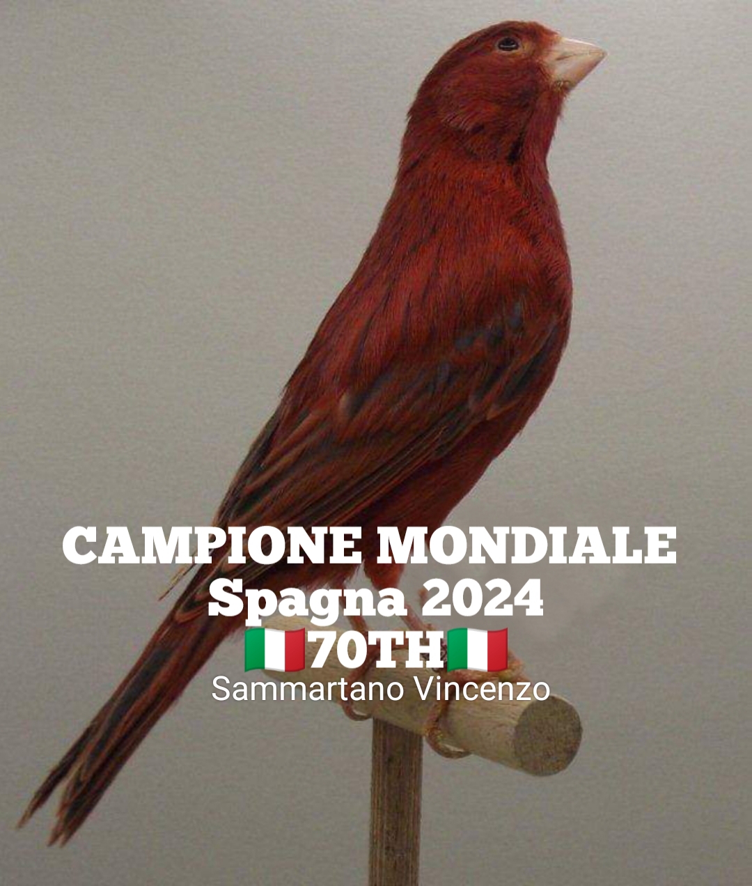 Il marsalese Vincenzo Sammartano campione mondiale con i canarini ...